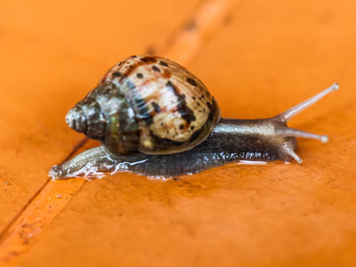 healthy-snail-crawling - Snailed